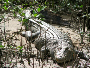 Be Croc-Wise - Douglas Shire Council