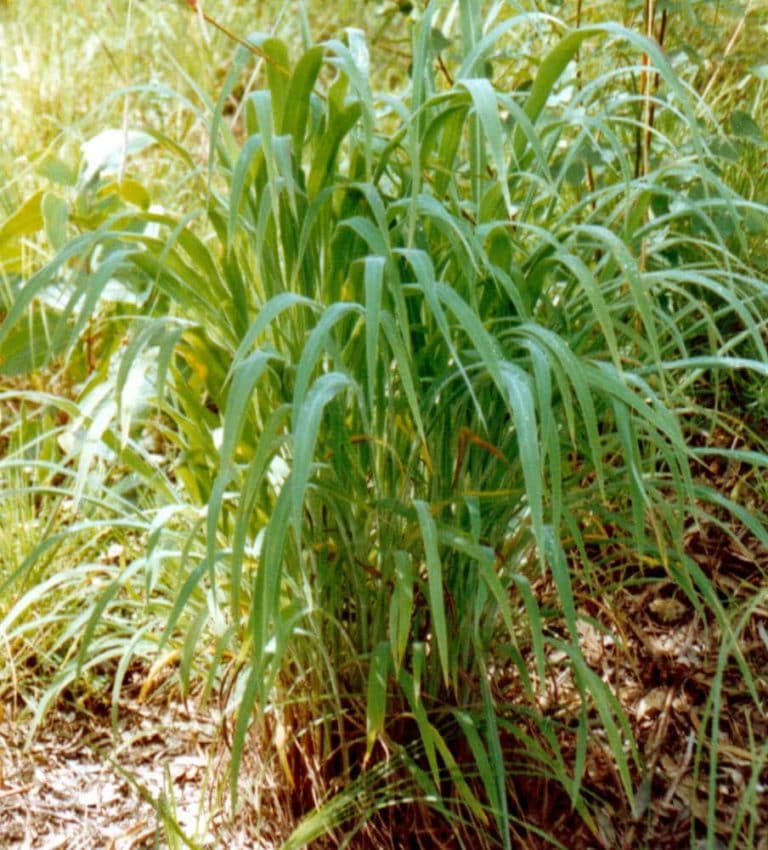 Weed detection: Gamba Grass - Douglas Shire Council