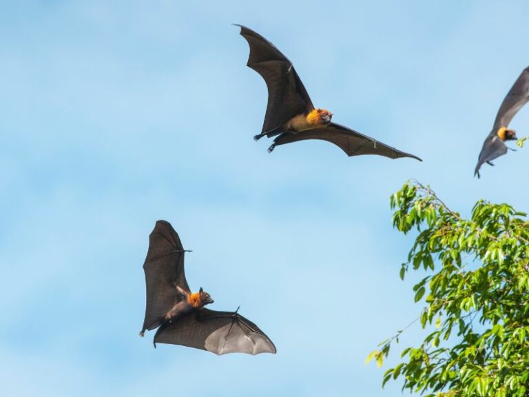 HAVE YOUR SAY ON FLYING FOXES - Douglas Shire Council