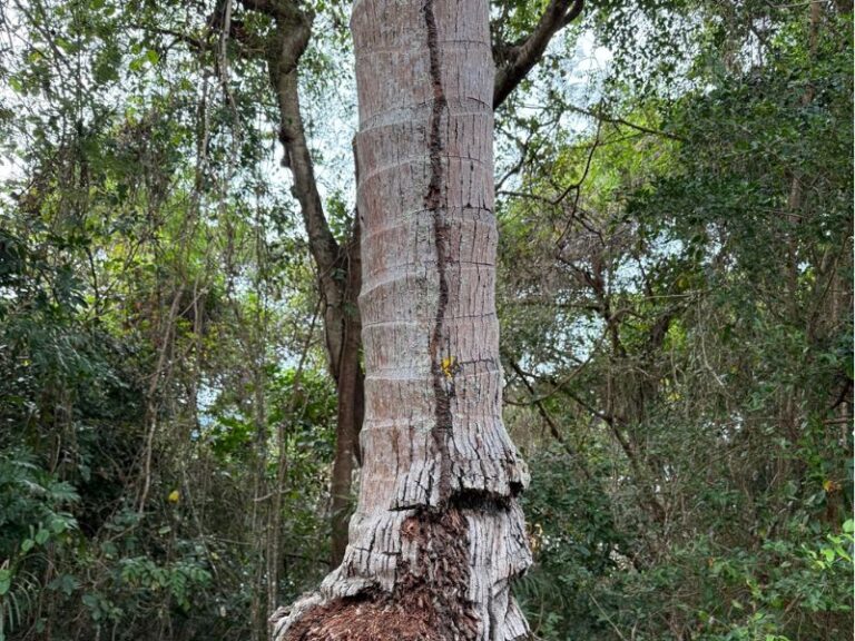 Coconut Palm safety measures in Port Douglas and Oak Beach - Douglas ...